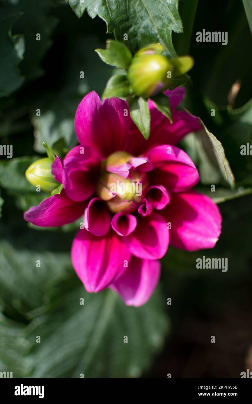 Pink dahlia flowers in the garden, beautiful summer flowers with buds ...