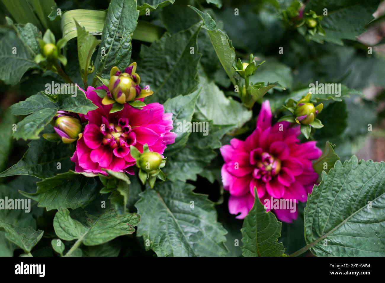 Pink dahlia flowers in the garden, beautiful summer flowers with buds ...