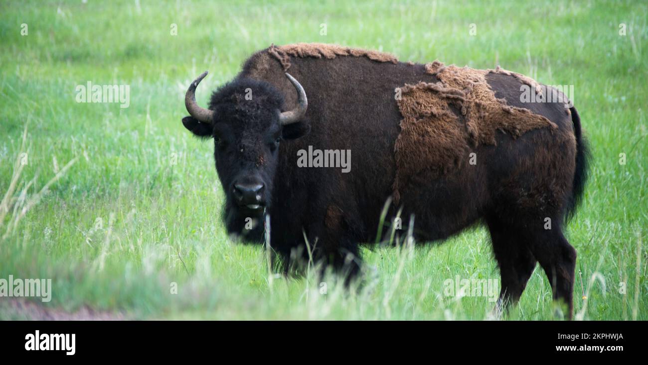 Custer state park wildlife hi-res stock photography and images - Alamy