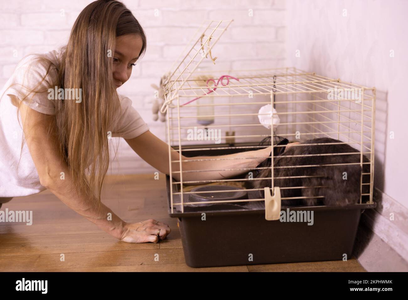 Black little rabbit is shedding. Girl touching his fur. Care of pets ...