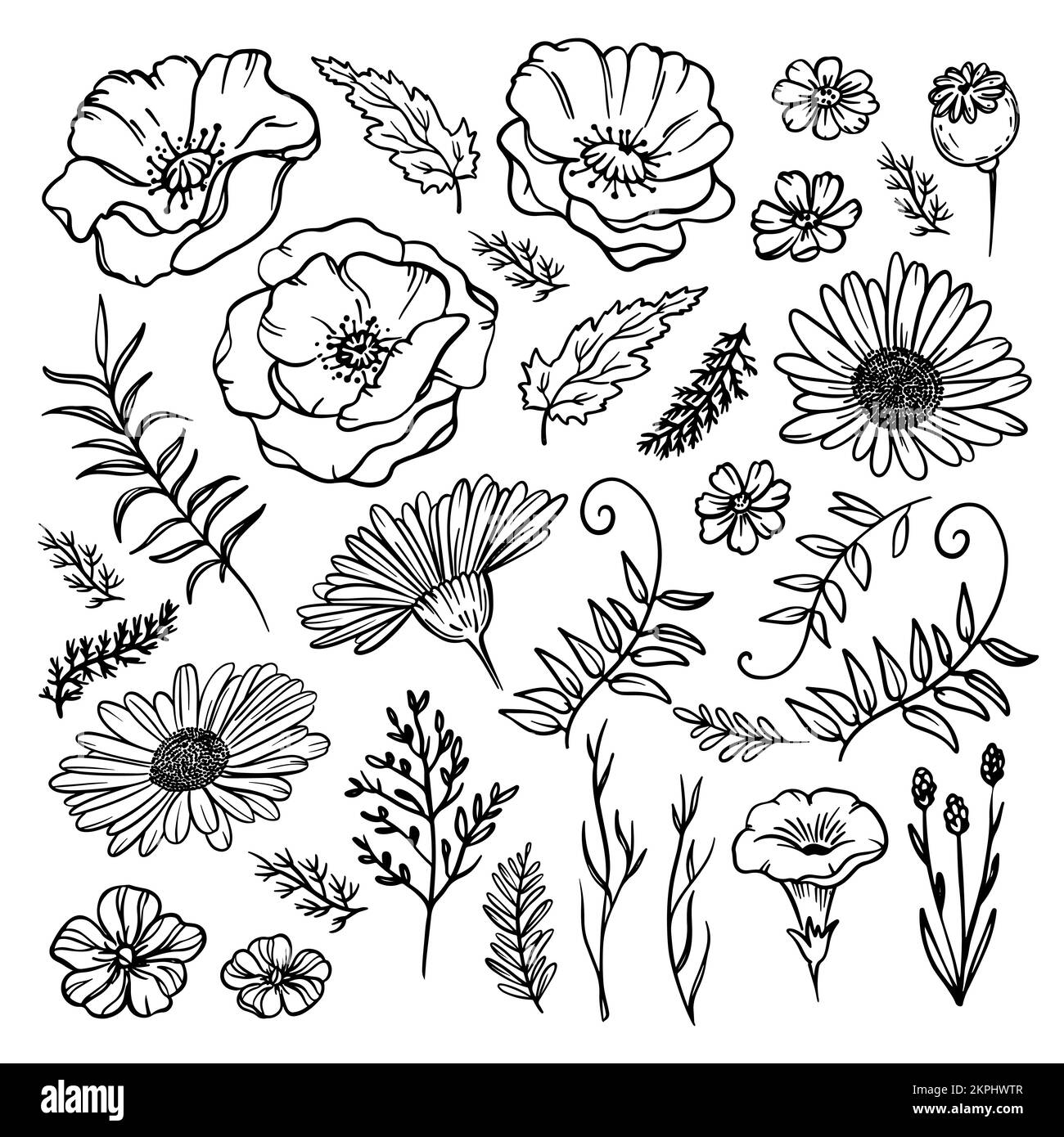 WILDFLOWER SKETCH Floral Monochrome With Poppy Camomile Bell Flower And ...