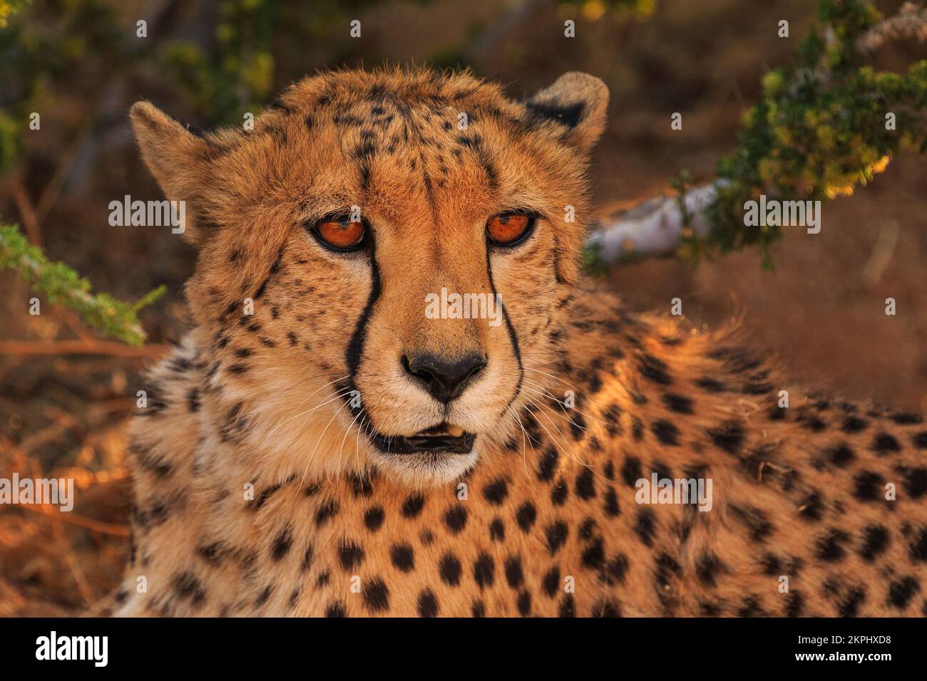 Cheetahs in the Namibian savannah. The fastest cats in the world. Close ...
