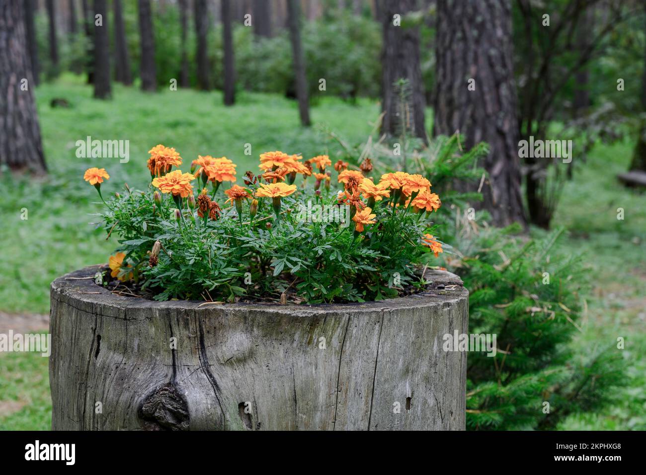 Flower bed on a stump in the forest Stock Photo - Alamy