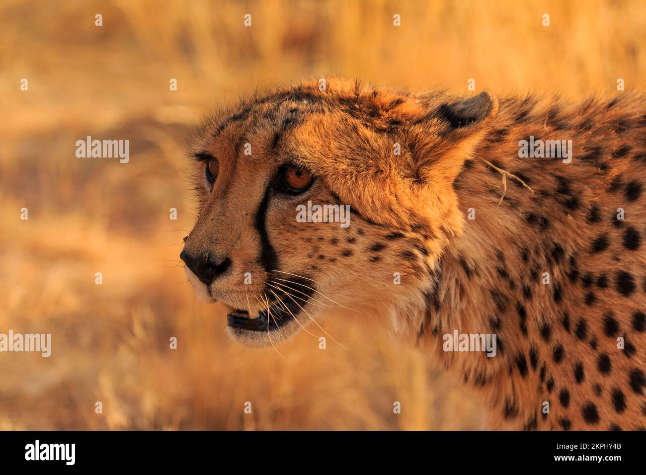 Cheetahs in the Namibian savannah. The fastest cats in the world. Close ...