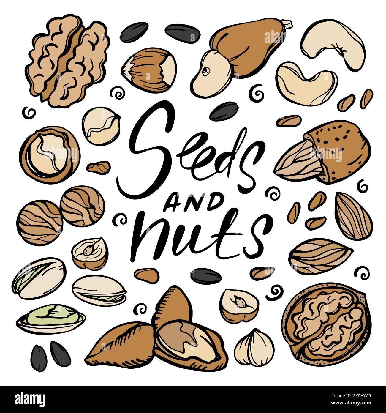 SEEDS AND NUTS Food Sketch With Pistachio Almond Seed Walnut Hazelnut ...