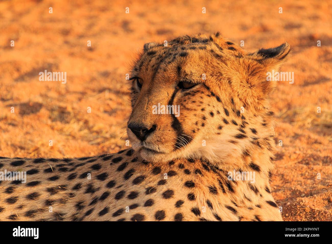 Cheetahs in the Namibian savannah. The fastest cats in the world. Close ...