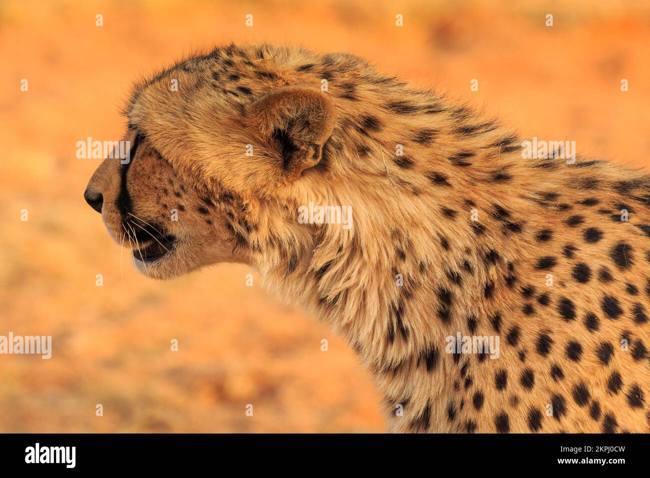 Cheetahs in the Namibian savannah. The fastest cats in the world. Close ...