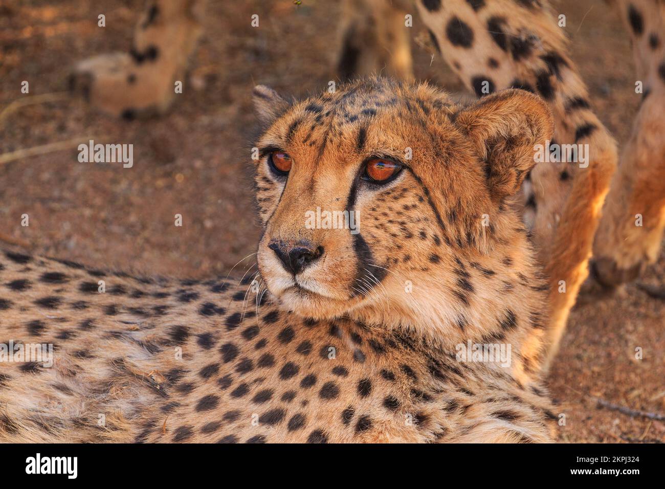 Cheetahs in the Namibian savannah. The fastest cats in the world. Close ...