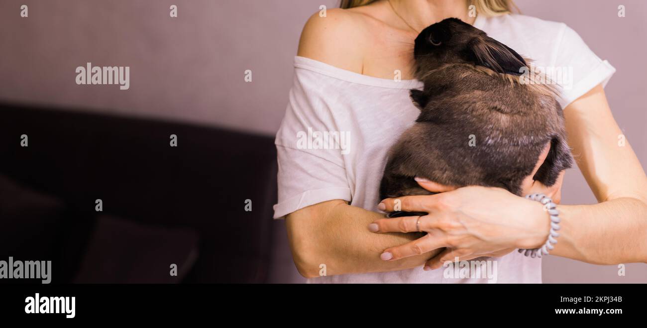 Banner Funny cute brown rabbit in pet's owner hands close-up and copy ...