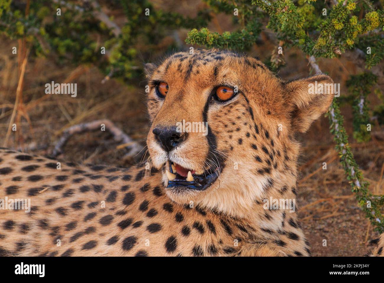 Cheetahs in the Namibian savannah. The fastest cats in the world. Close ...