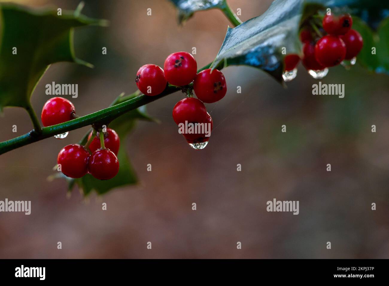 Farnham Common, Buckinghamshire, UK. 28th November, 2022. Raindrops on ...