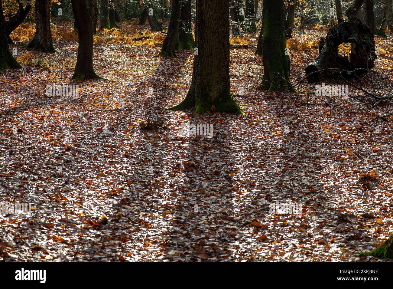 Farnham Common, Buckinghamshire, UK. 28th November, 2022. It was a ...