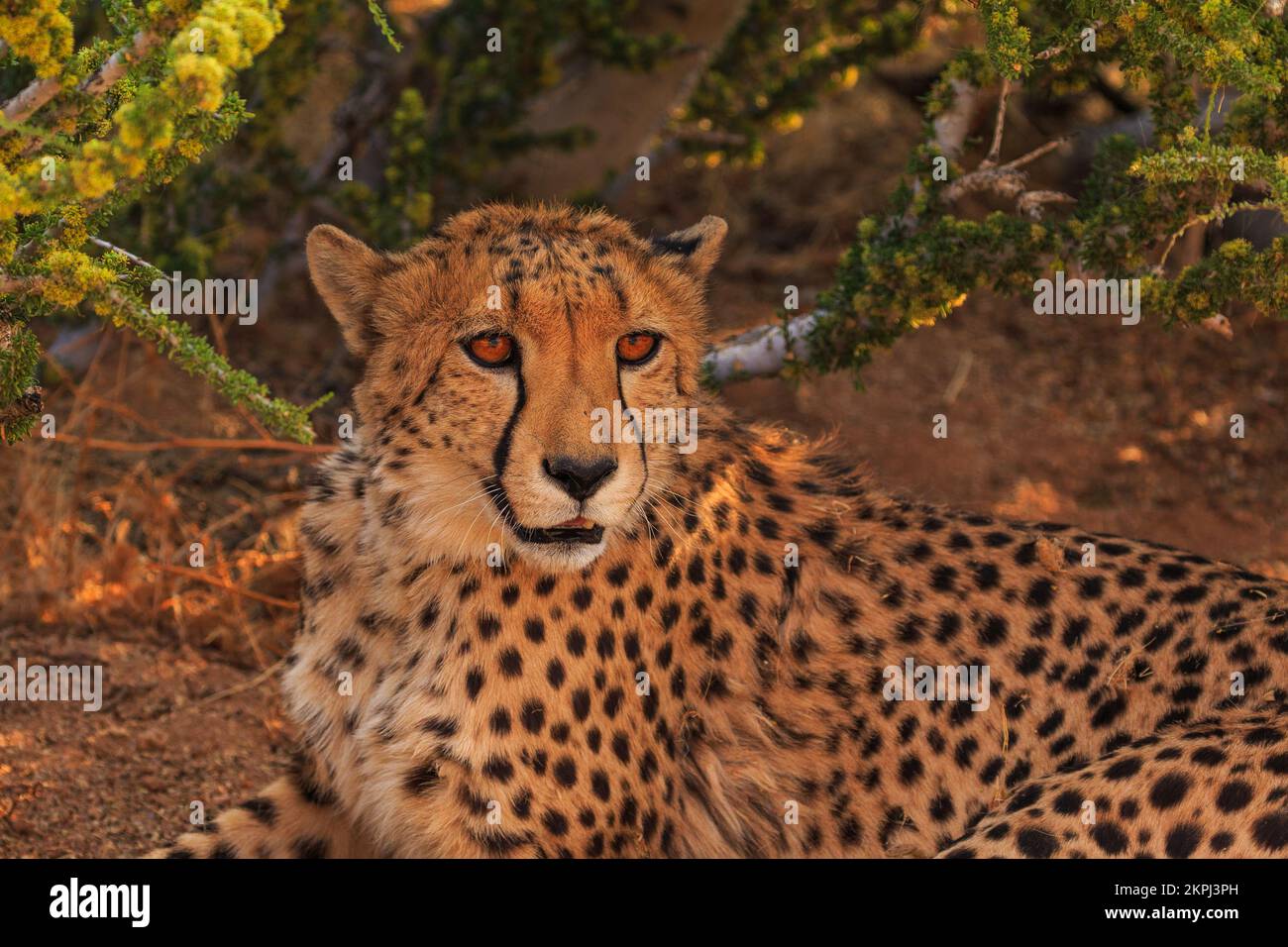Cheetahs in the Namibian savannah. The fastest cats in the world. Close ...