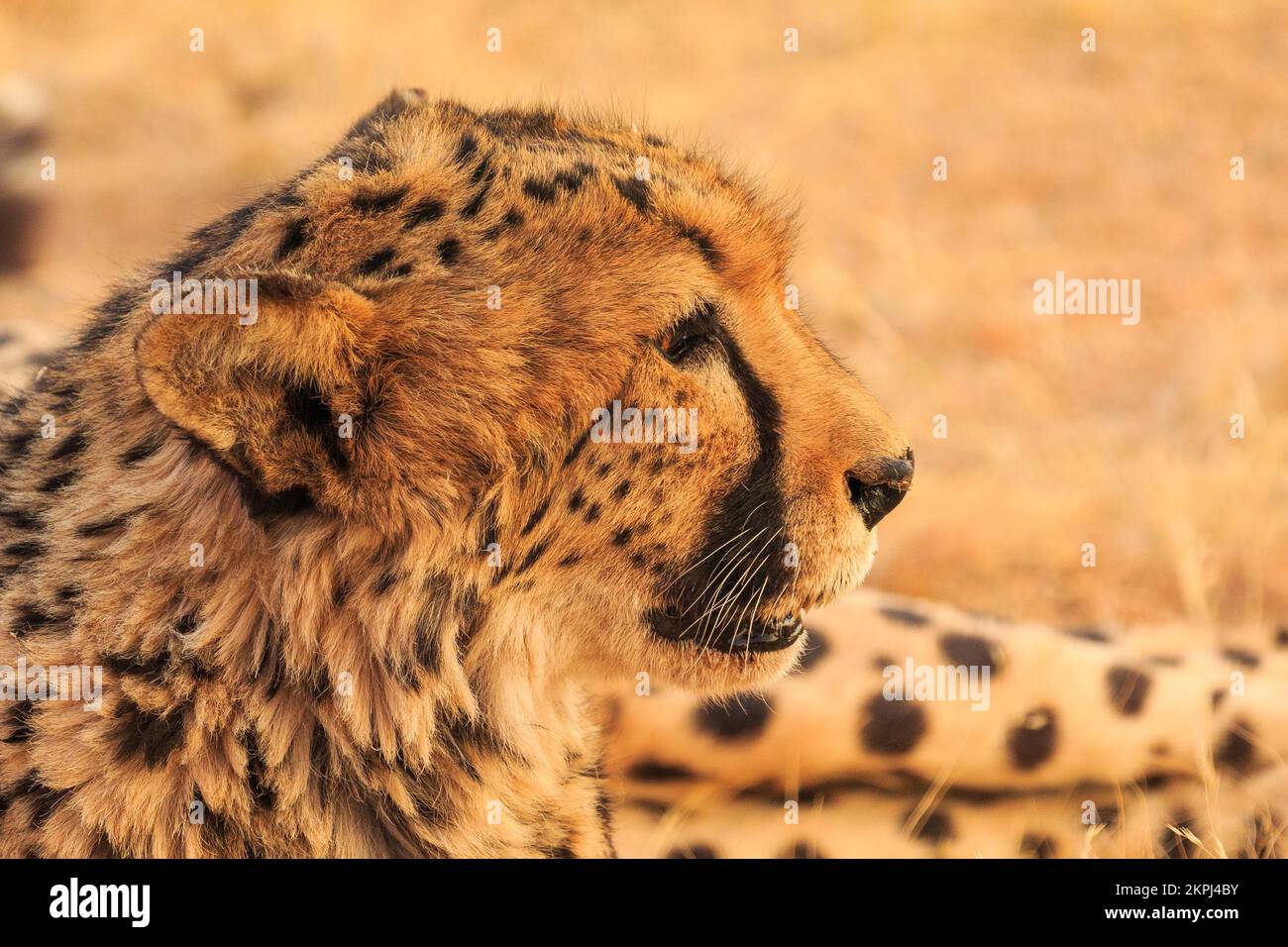 Cheetahs in the Namibian savannah. The fastest cats in the world. Close ...