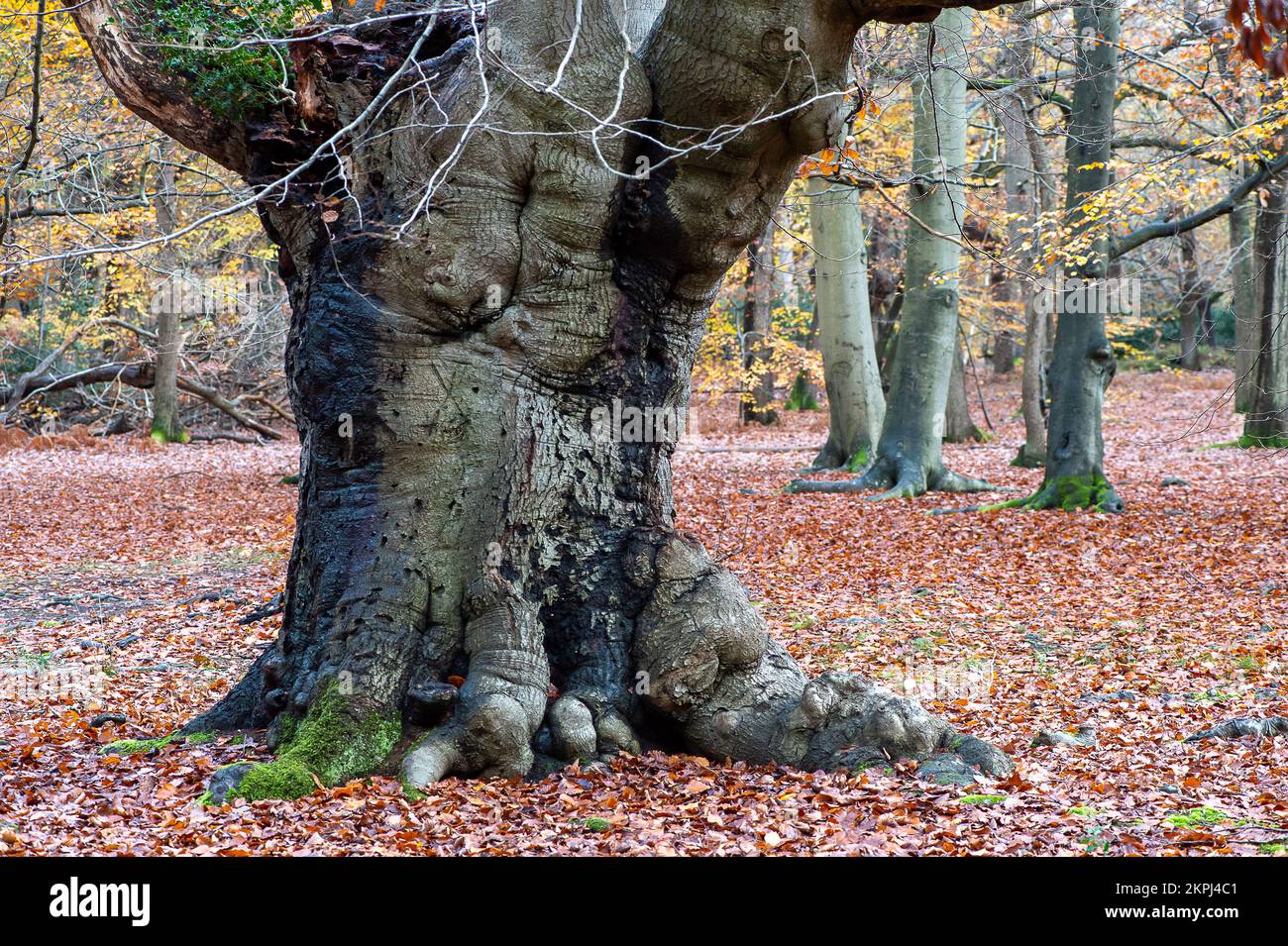 Farnham Common, Buckinghamshire, UK. 28th November, 2022. It was a ...