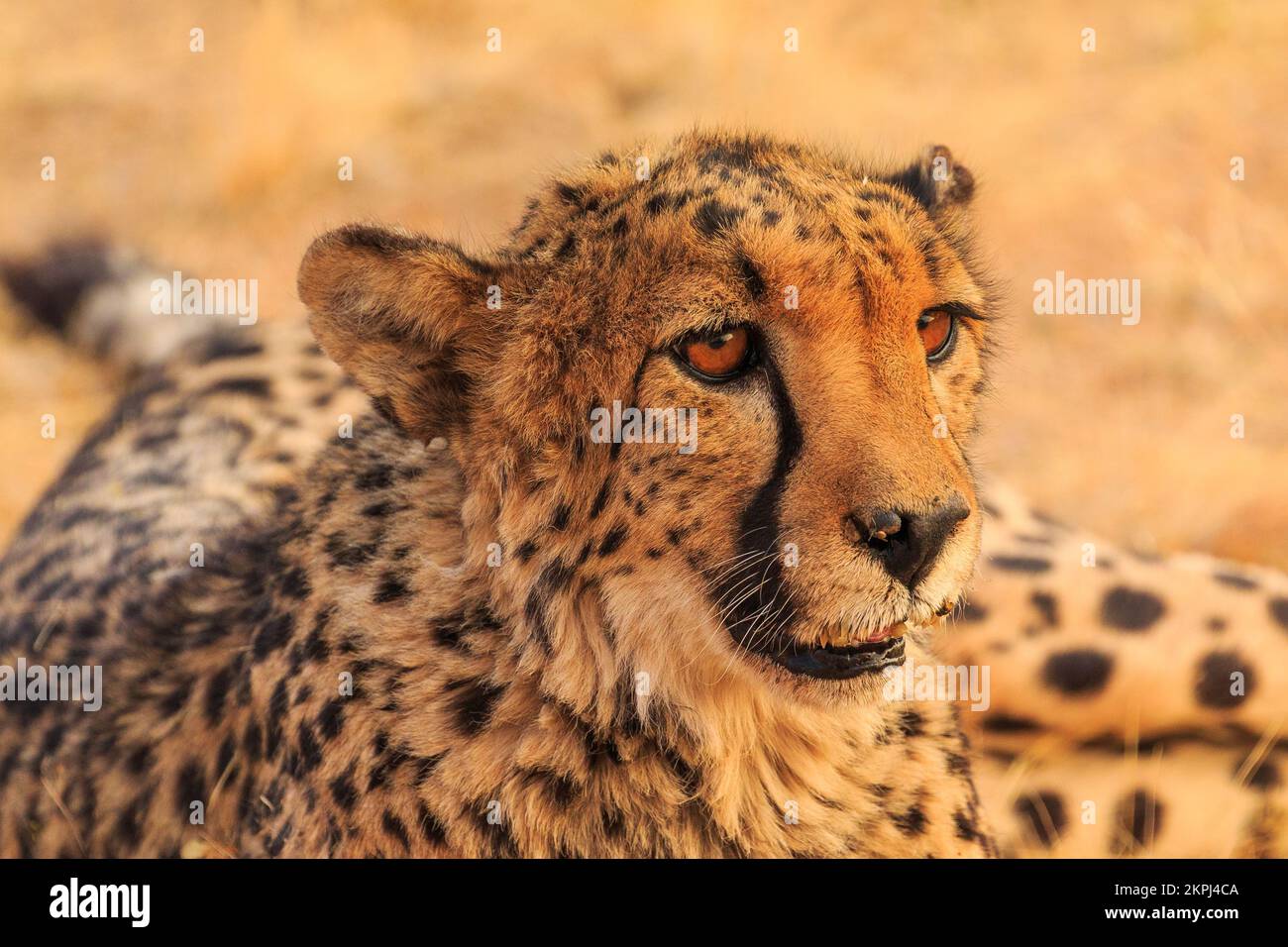 Cheetahs in the Namibian savannah. The fastest cats in the world. Close ...