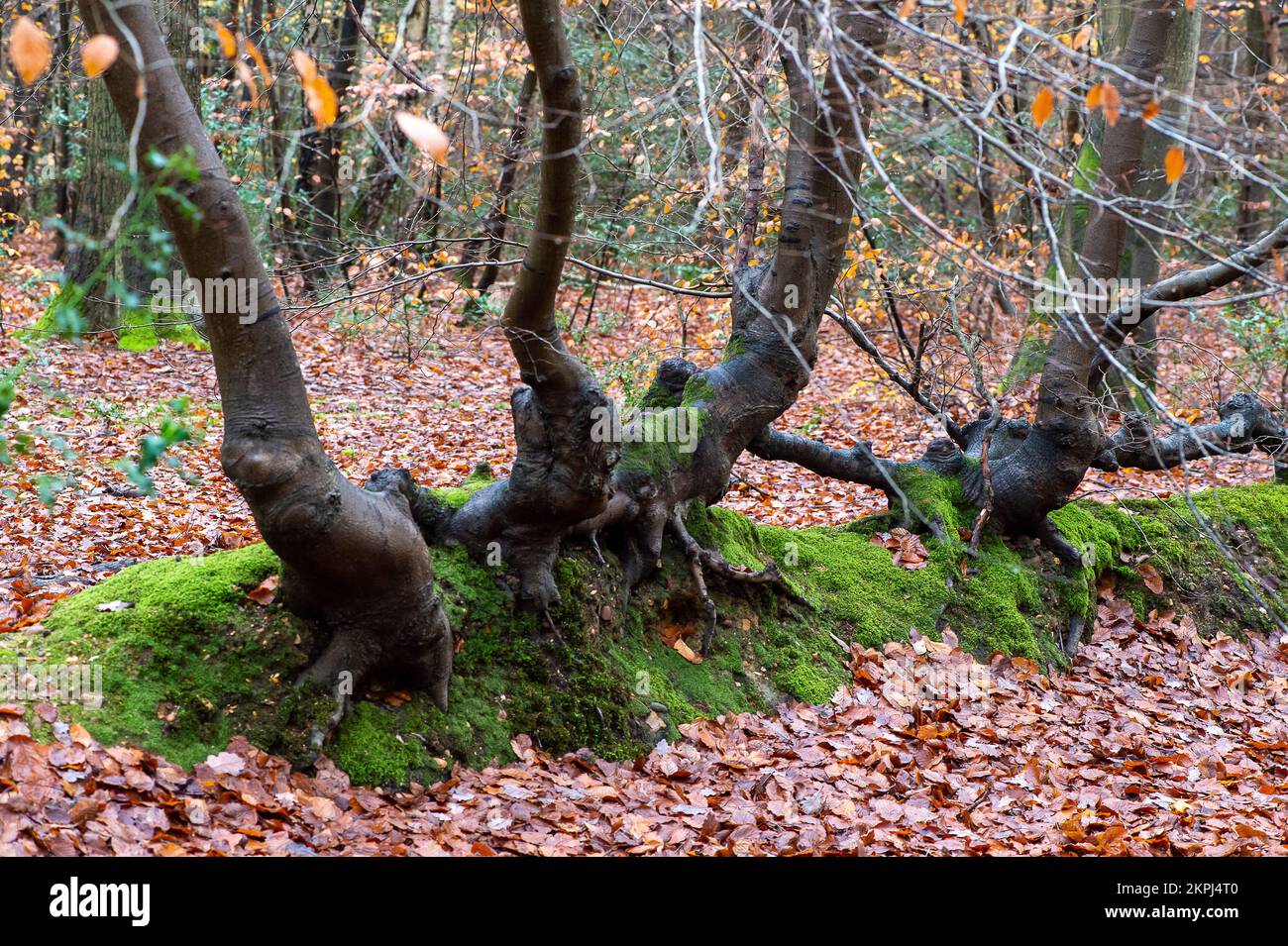 Farnham Common, Buckinghamshire, UK. 28th November, 2022. It was a ...