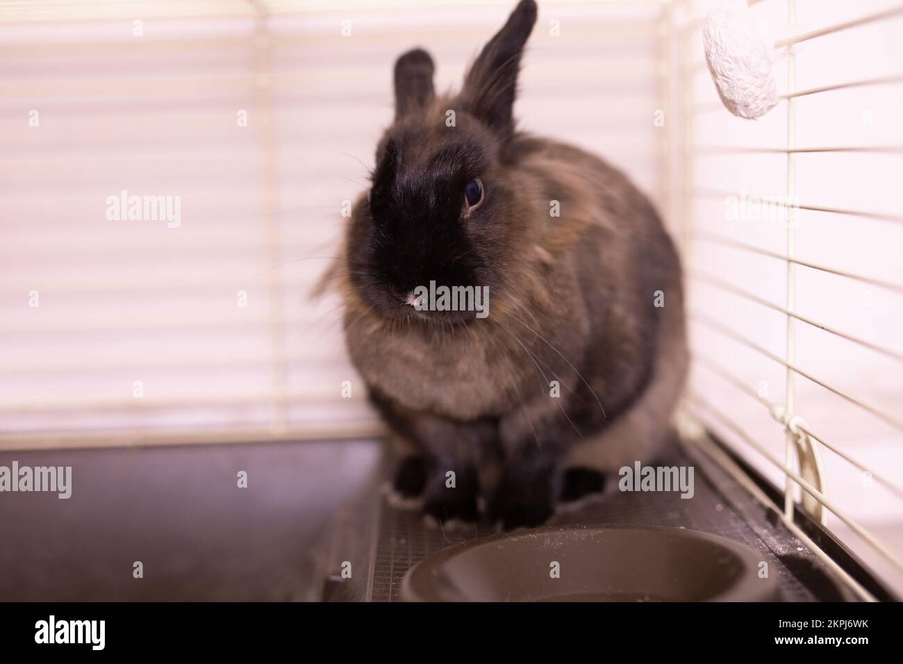 Funny cute brown rabbit in a cage. Bunny pet at home Stock Photo - Alamy