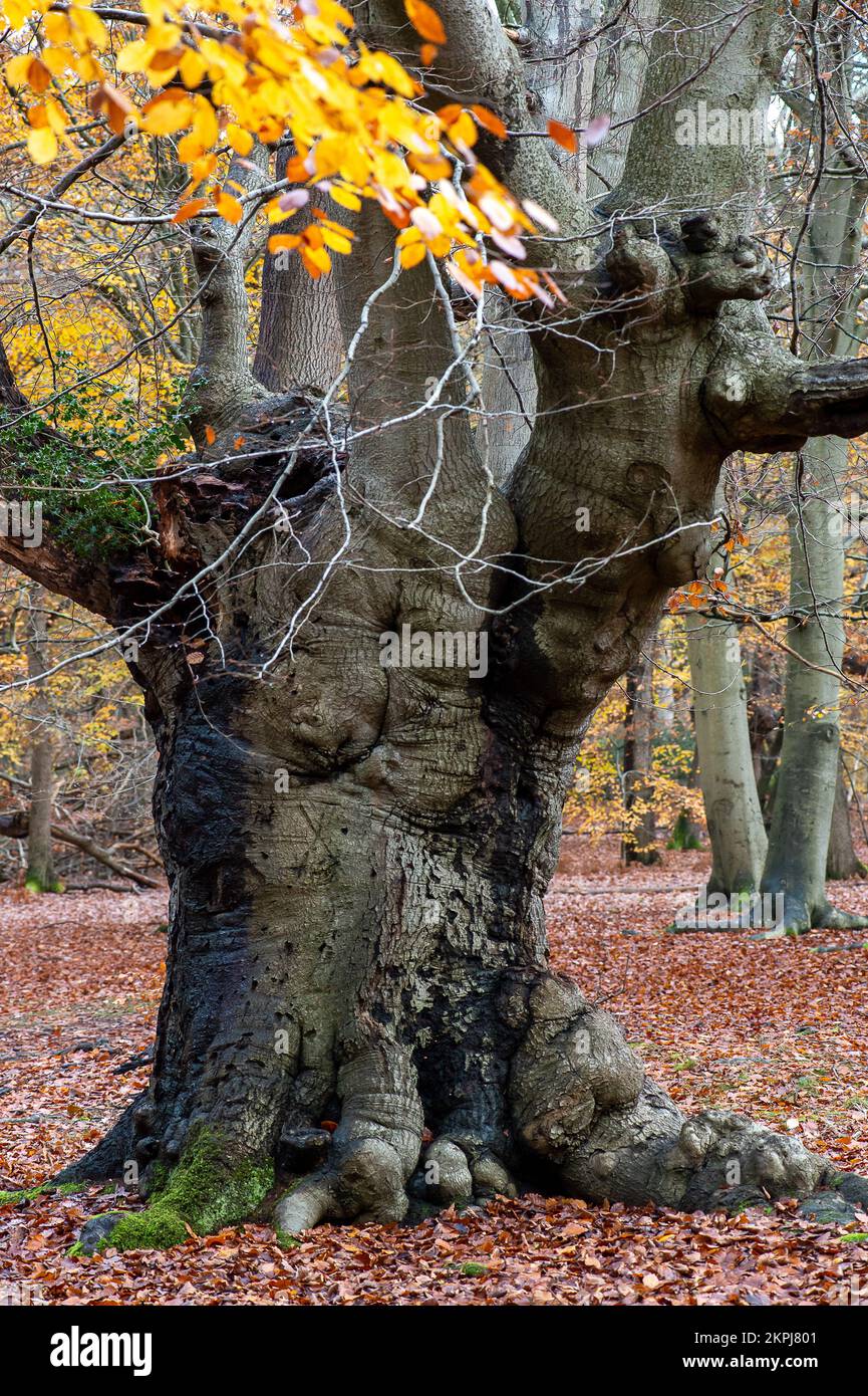 Farnham Common, Buckinghamshire, UK. 28th November, 2022. It was a ...