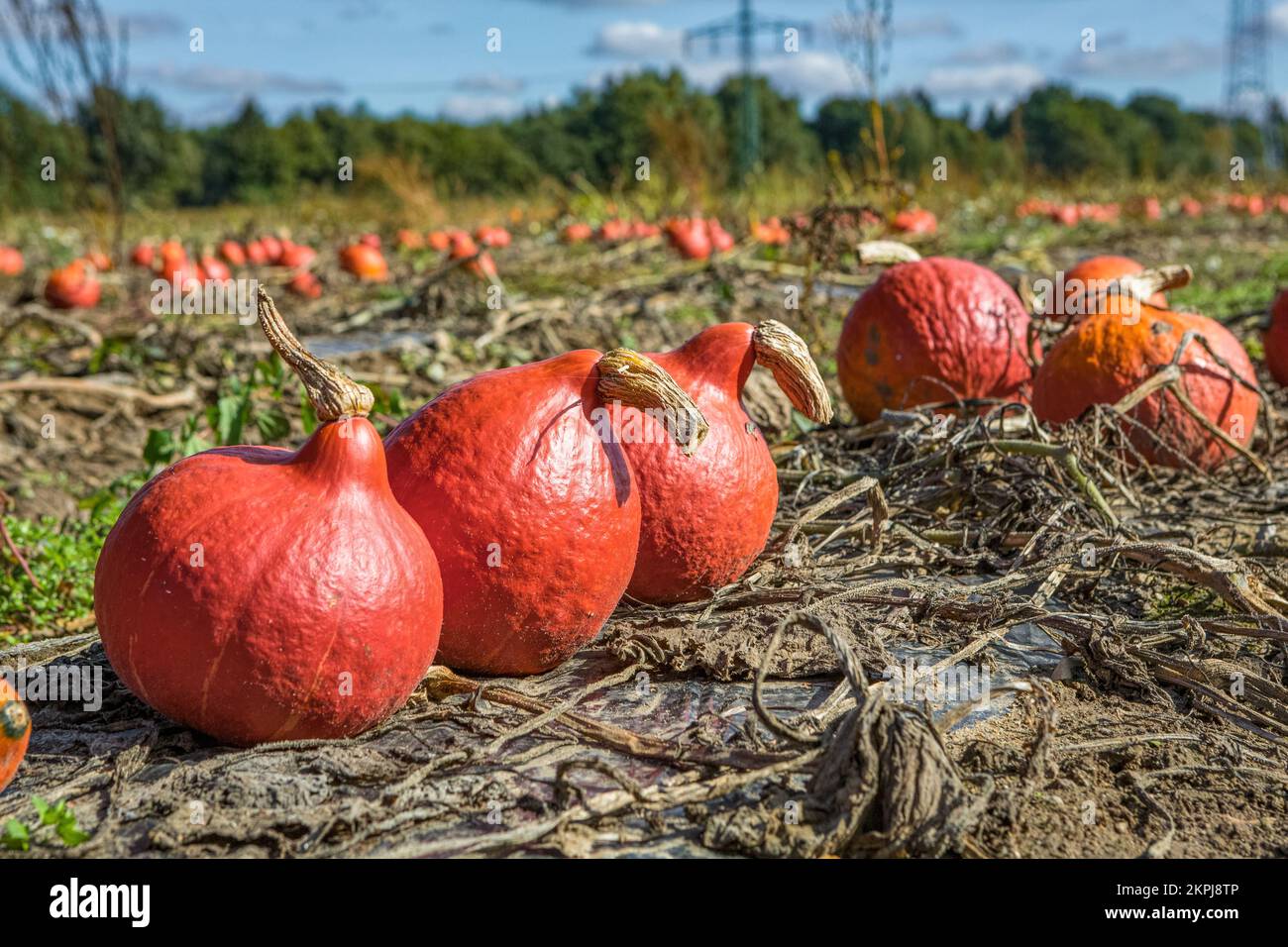 Ripe big orange pumpkins hi-res stock photography and images - Alamy