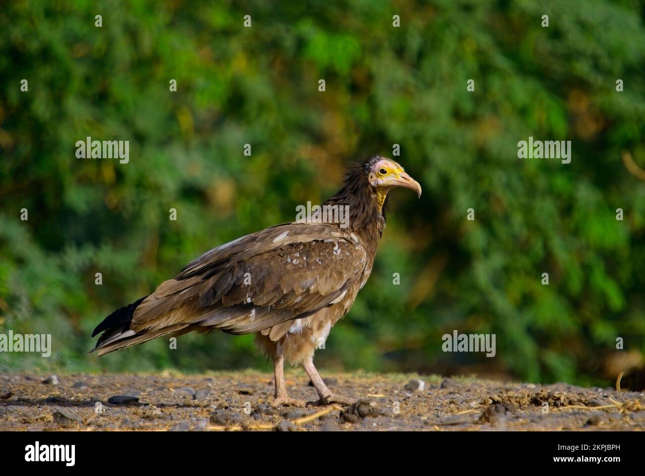 Egyptian Vulture (Neophron percnopterus Stock Photo - Alamy
