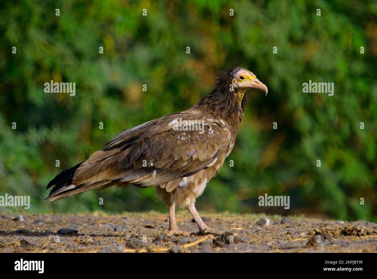 Claws tear hi-res stock photography and images - Alamy