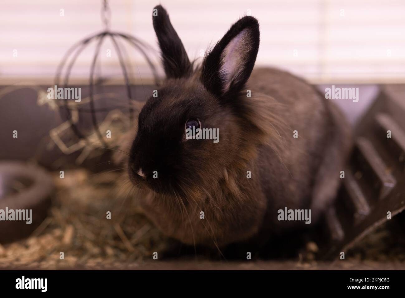 Funny cute brown rabbit in a cage. Bunny pet at home Stock Photo - Alamy