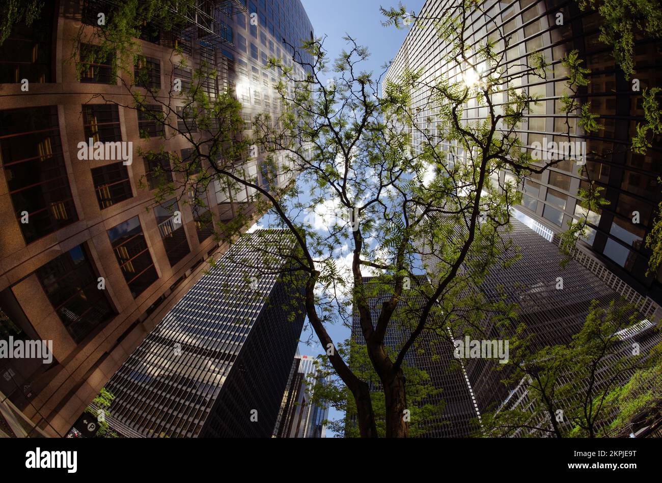 Tree between buildings, perspective view Stock Photo - Alamy