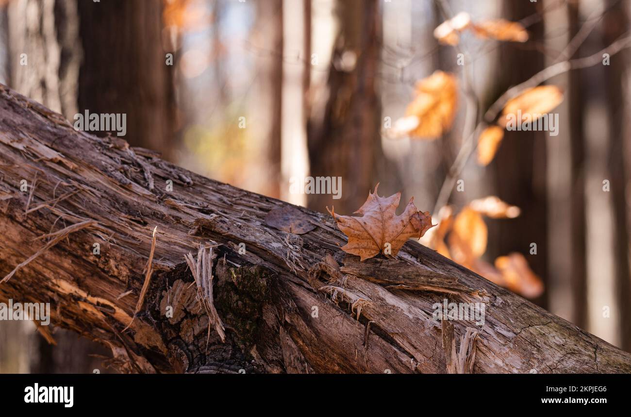 Arbre mort hi-res stock photography and images - Alamy