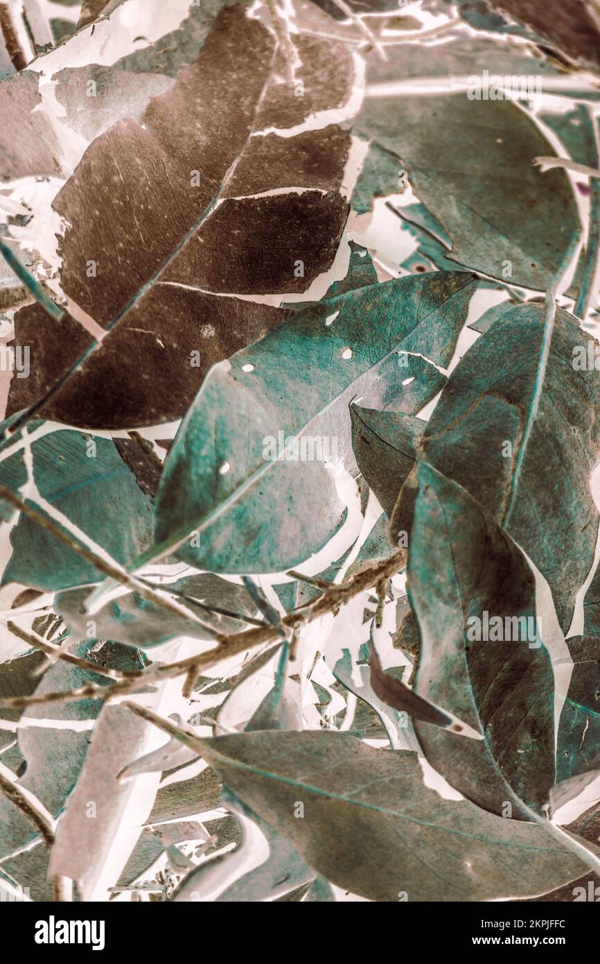 Abstact pattern tree hi-res stock photography and images - Alamy