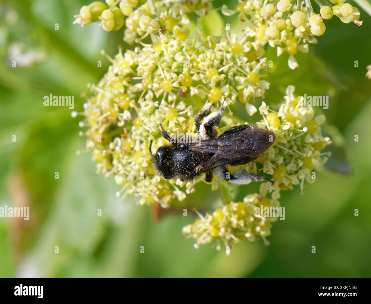 Scopa apidae hi-res stock photography and images - Alamy