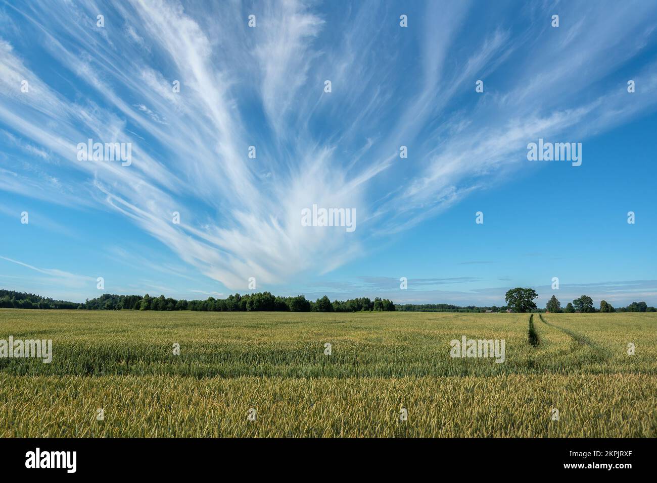 Natural wheat field in the countryside Stock Photo - Alamy