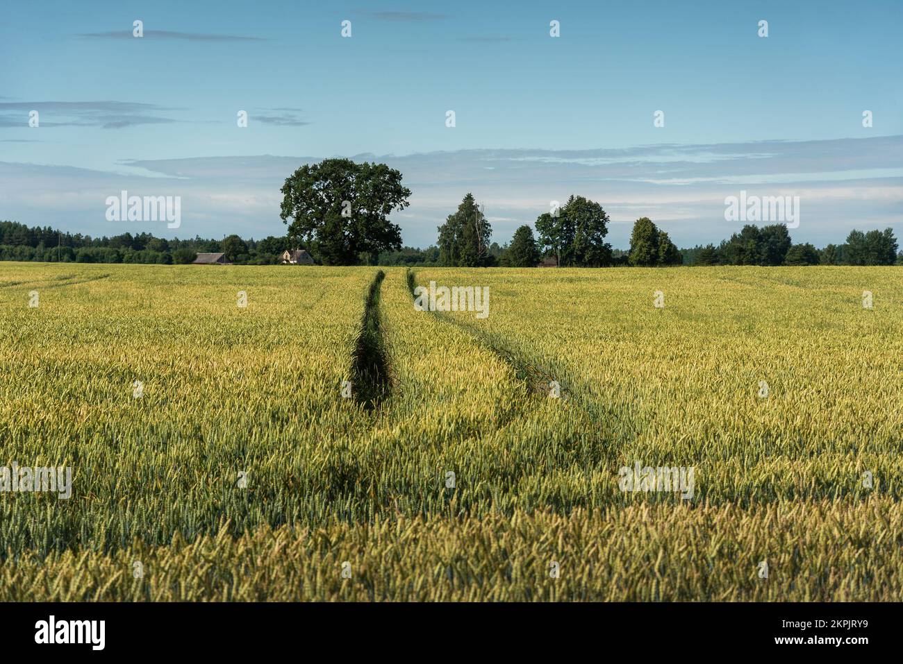 Natural wheat field in the countryside Stock Photo - Alamy