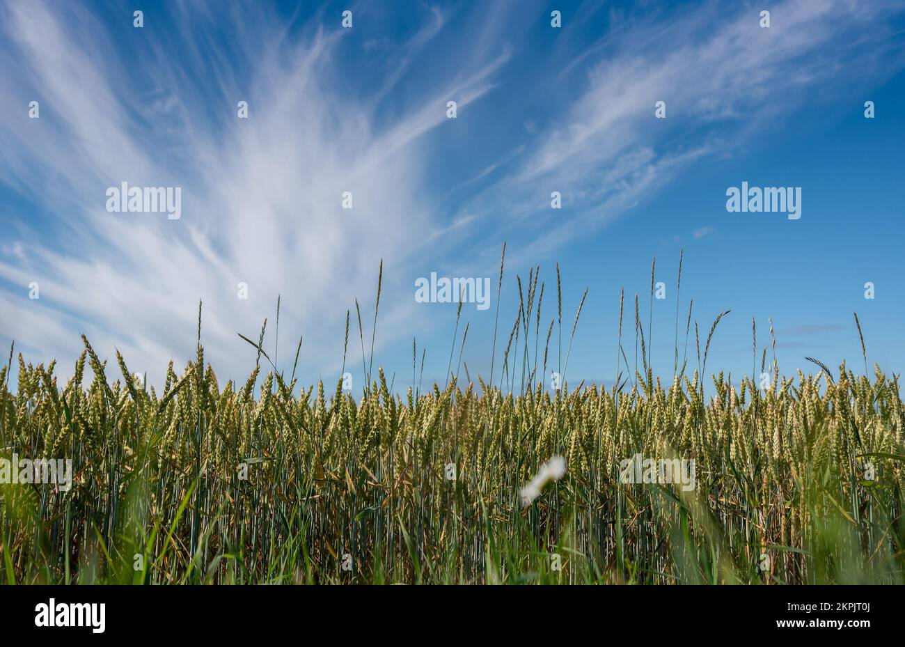 Natural wheat field in the countryside Stock Photo - Alamy