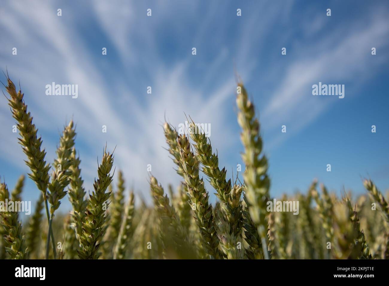 Natural wheat field in the countryside Stock Photo - Alamy