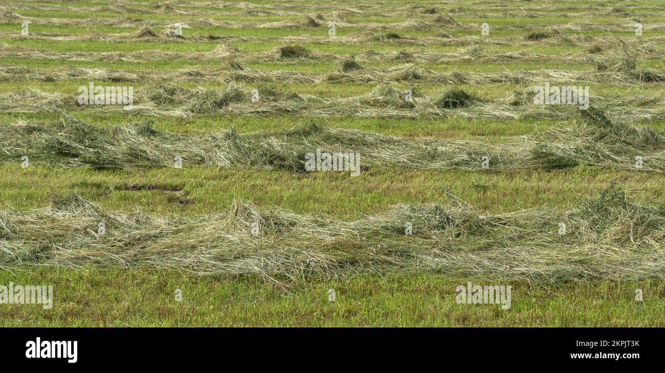 View of the countryside with green hay Stock Photo - Alamy