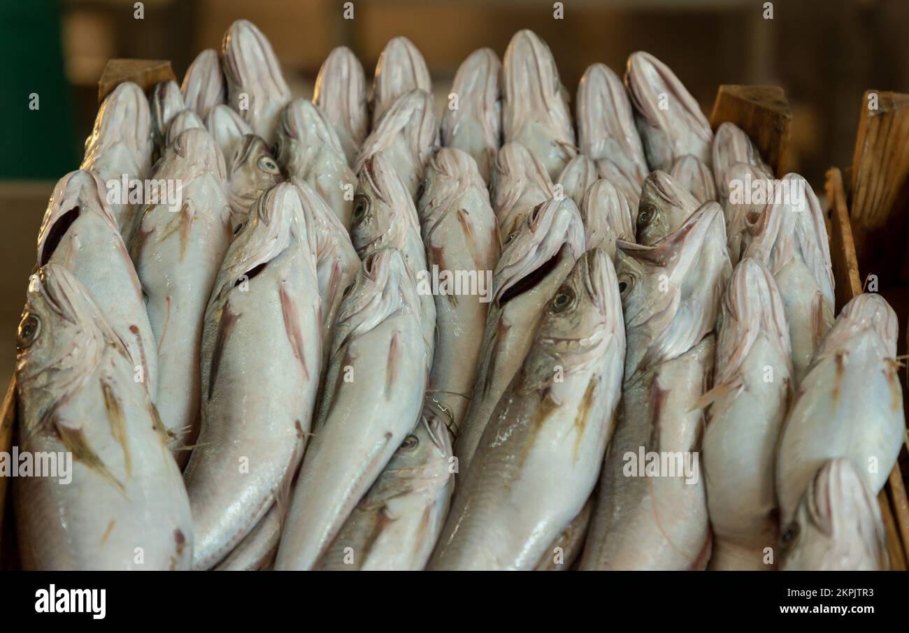 Raw sardines in a box for the fish market Stock Photo - Alamy