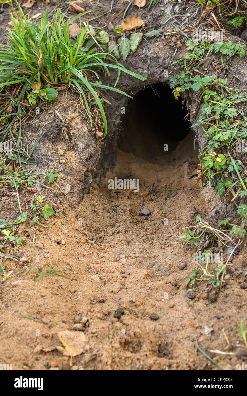 Coney or european rabbit hole in the ground in Halmstad, Sweden Stock ...