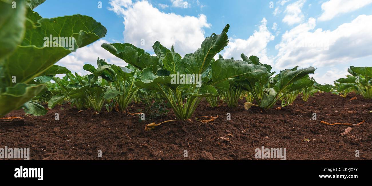 Sugar beet root crop in the ground, low angle view Stock Photo - Alamy