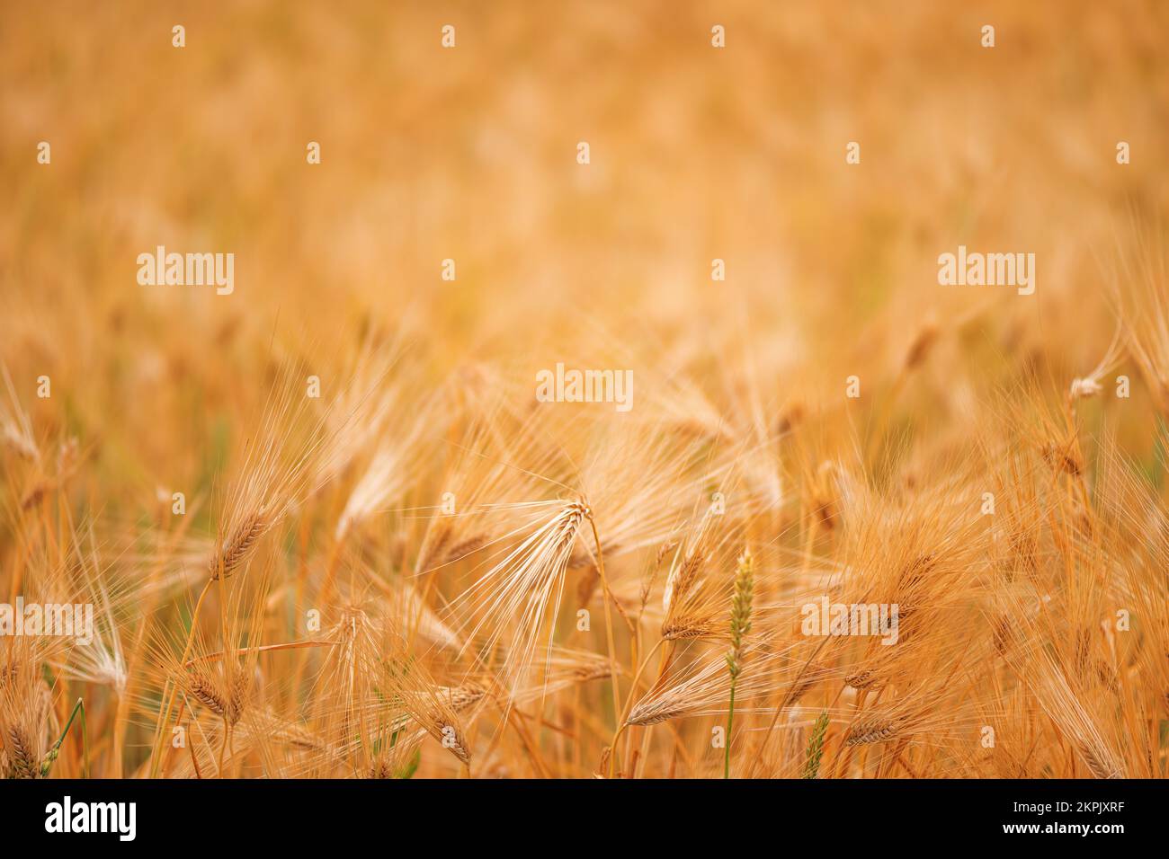 Summer ready hi-res stock photography and images - Alamy