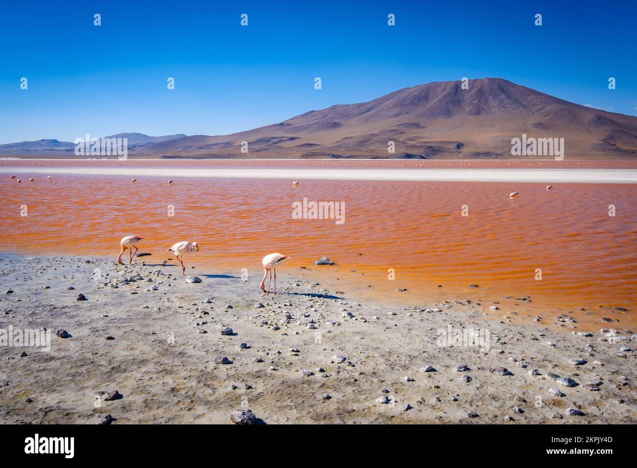 Flamingos at Laguna Colorada (Red Lagoon) in Eduardo Avaroa Andean ...