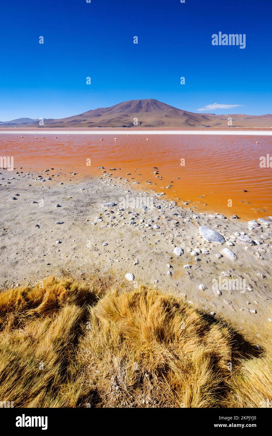 Laguna Colorada (Red Lagoon) in Eduardo Avaroa Andean Fauna National ...