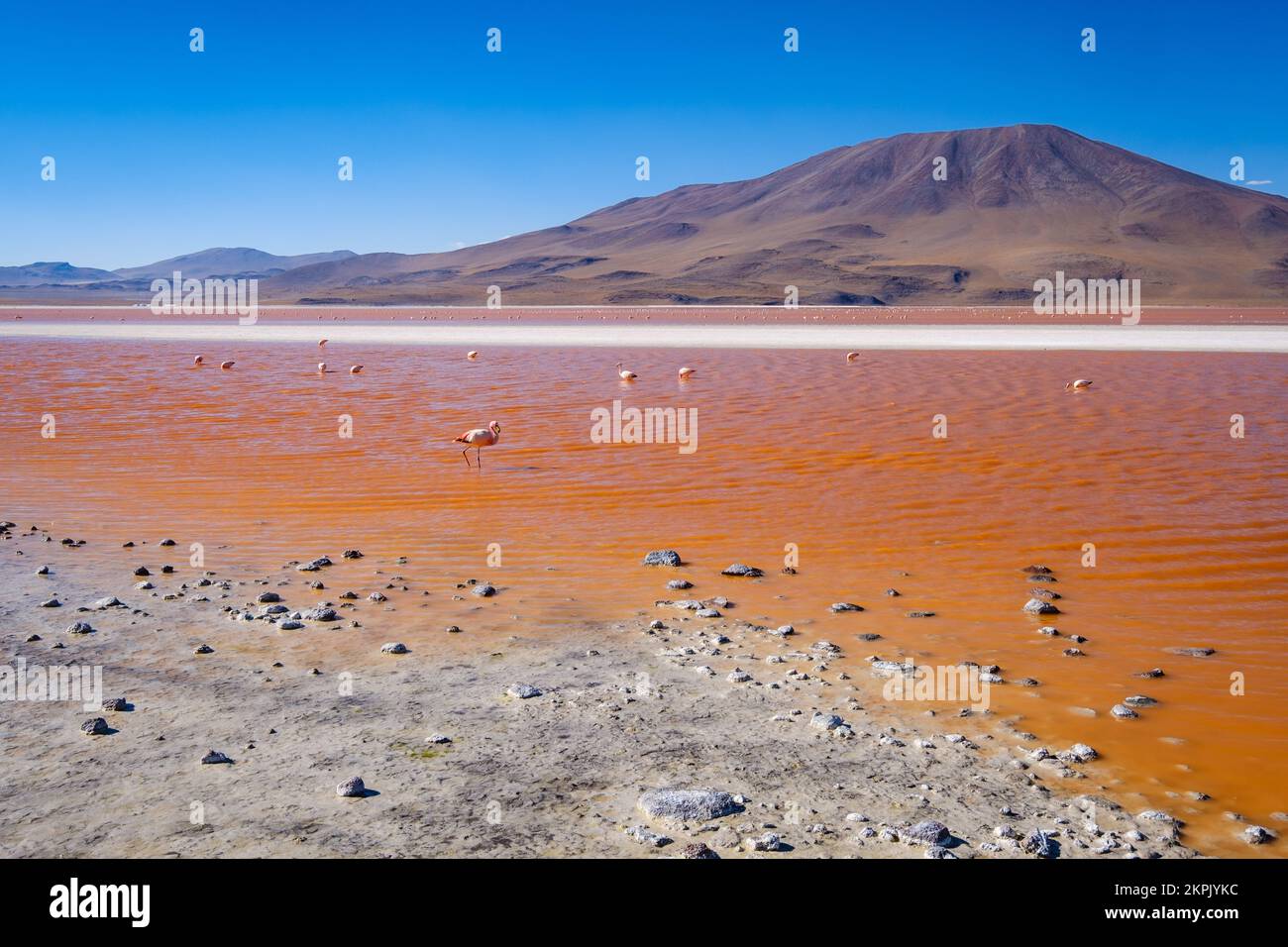 Laguna Colorada (Red Lagoon) in Eduardo Avaroa Andean Fauna National ...
