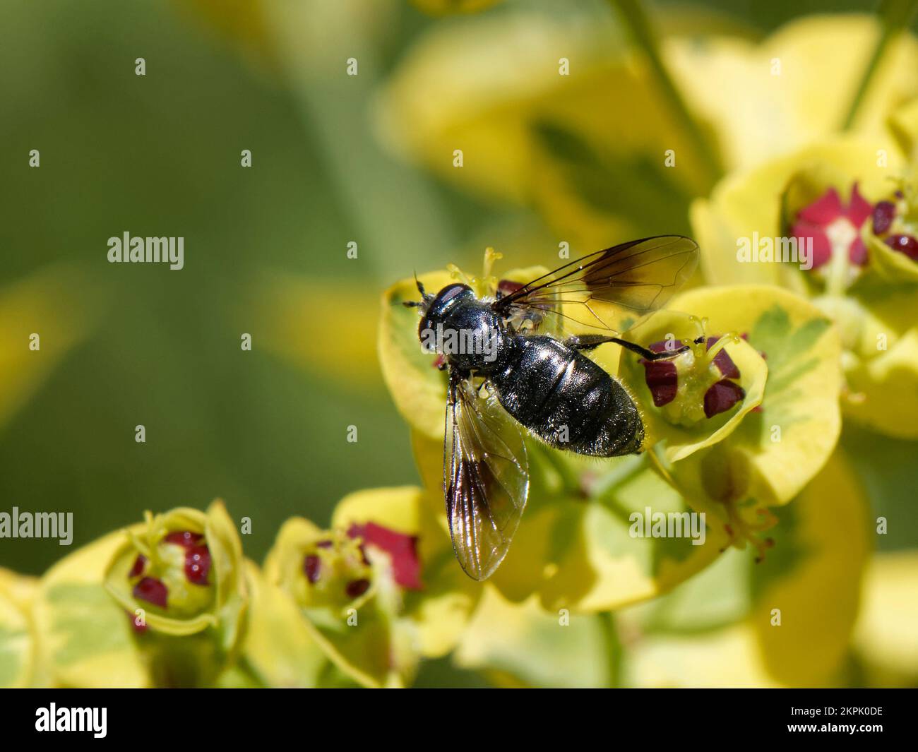 Big-thighed Pipiza hoverfly (Pipiza austriaca) nectaring on a Spurge ...