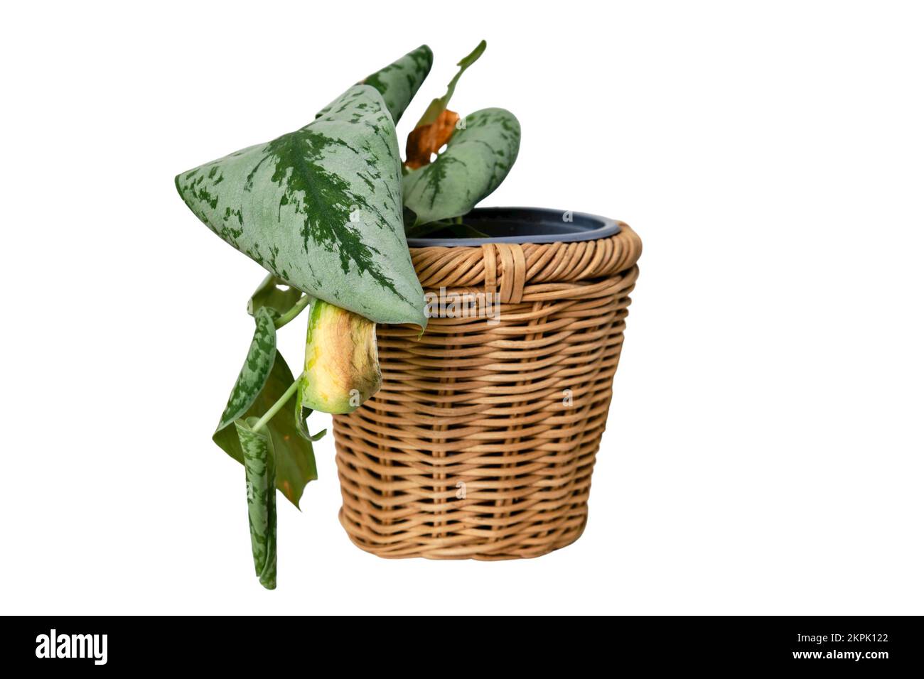 Wilted plants with yellow leafs in a pot, isolated on a white ...
