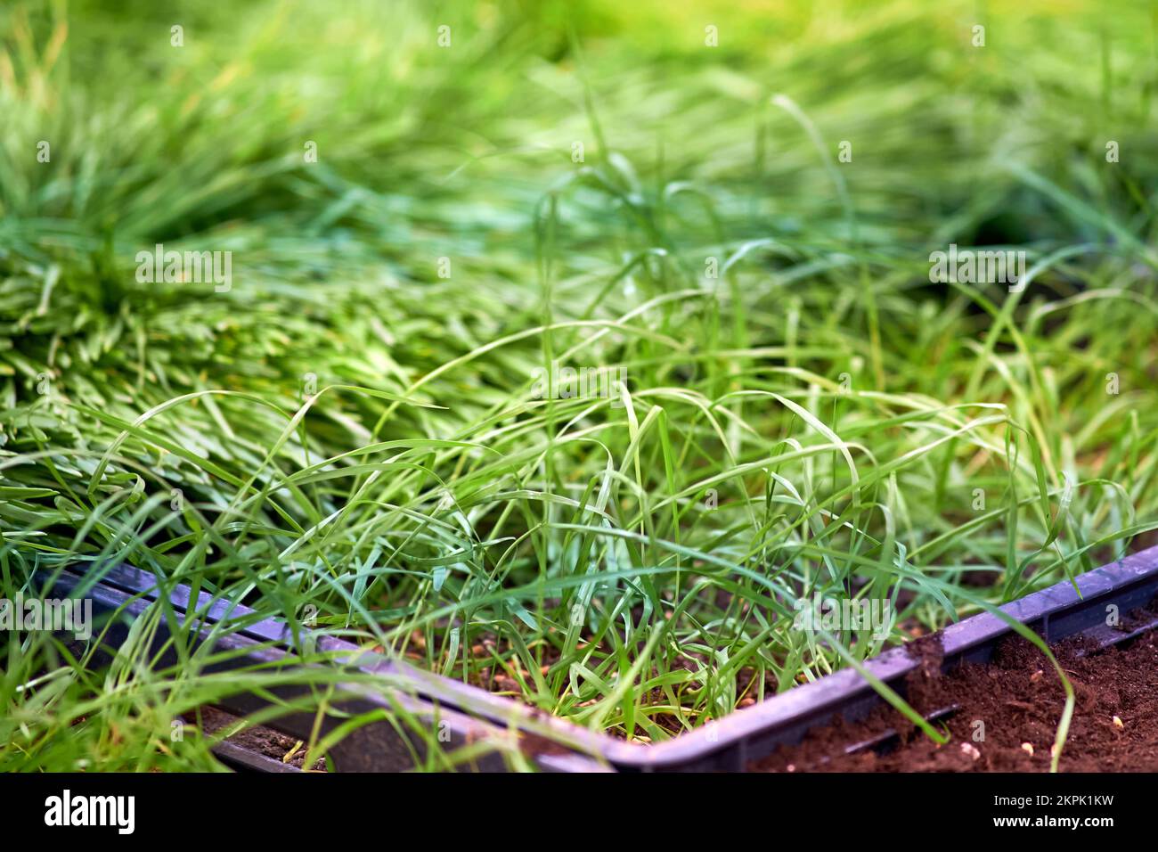 Sprouted wheat grains after sowing in the ground. Green wheat sprouts ...
