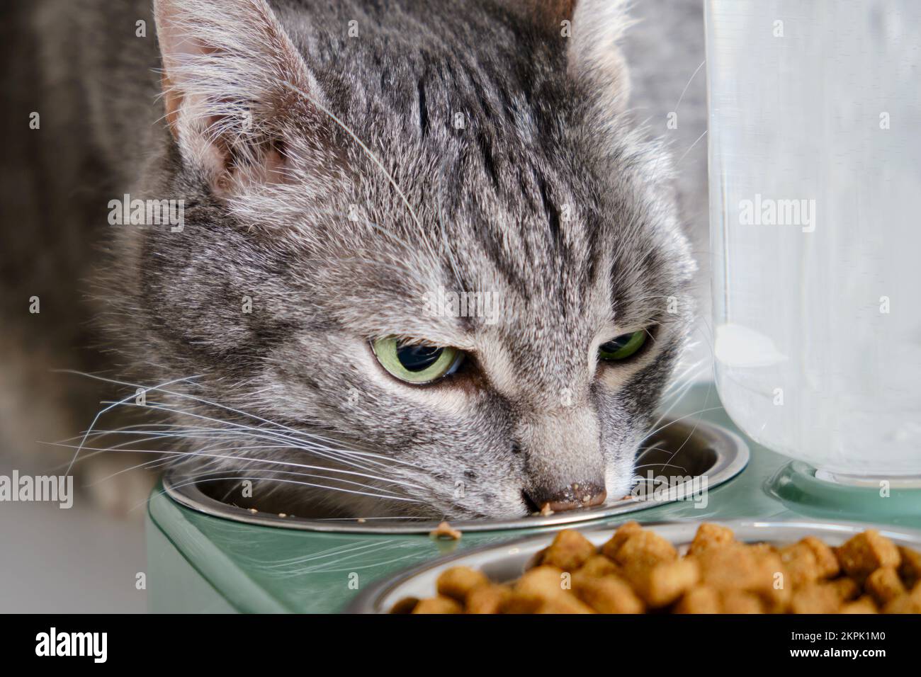 Grey senior cat eats dry food from a green bowl against a white brick ...