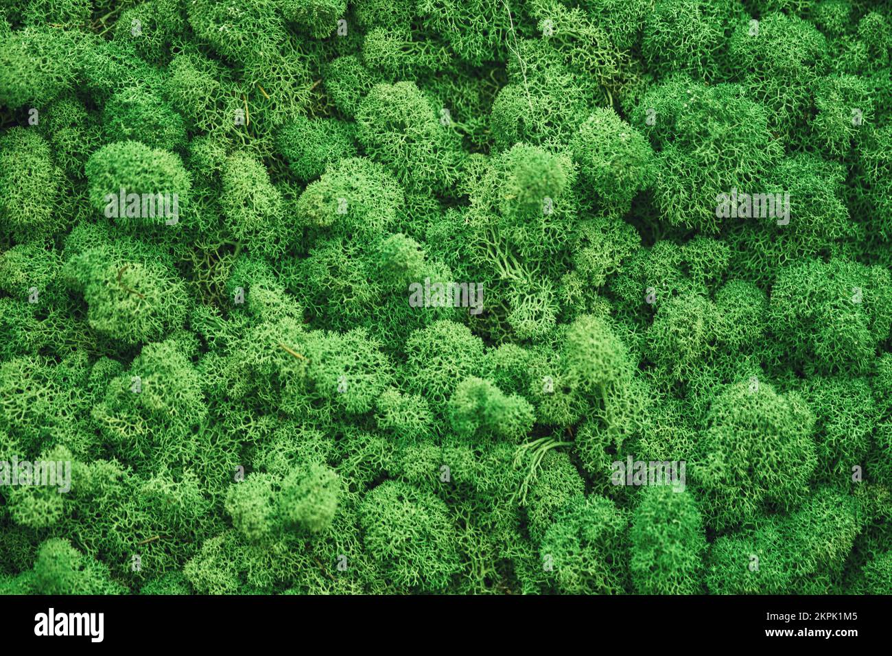 Decorative stabilized moss, close-up background. Moss texture Stock ...