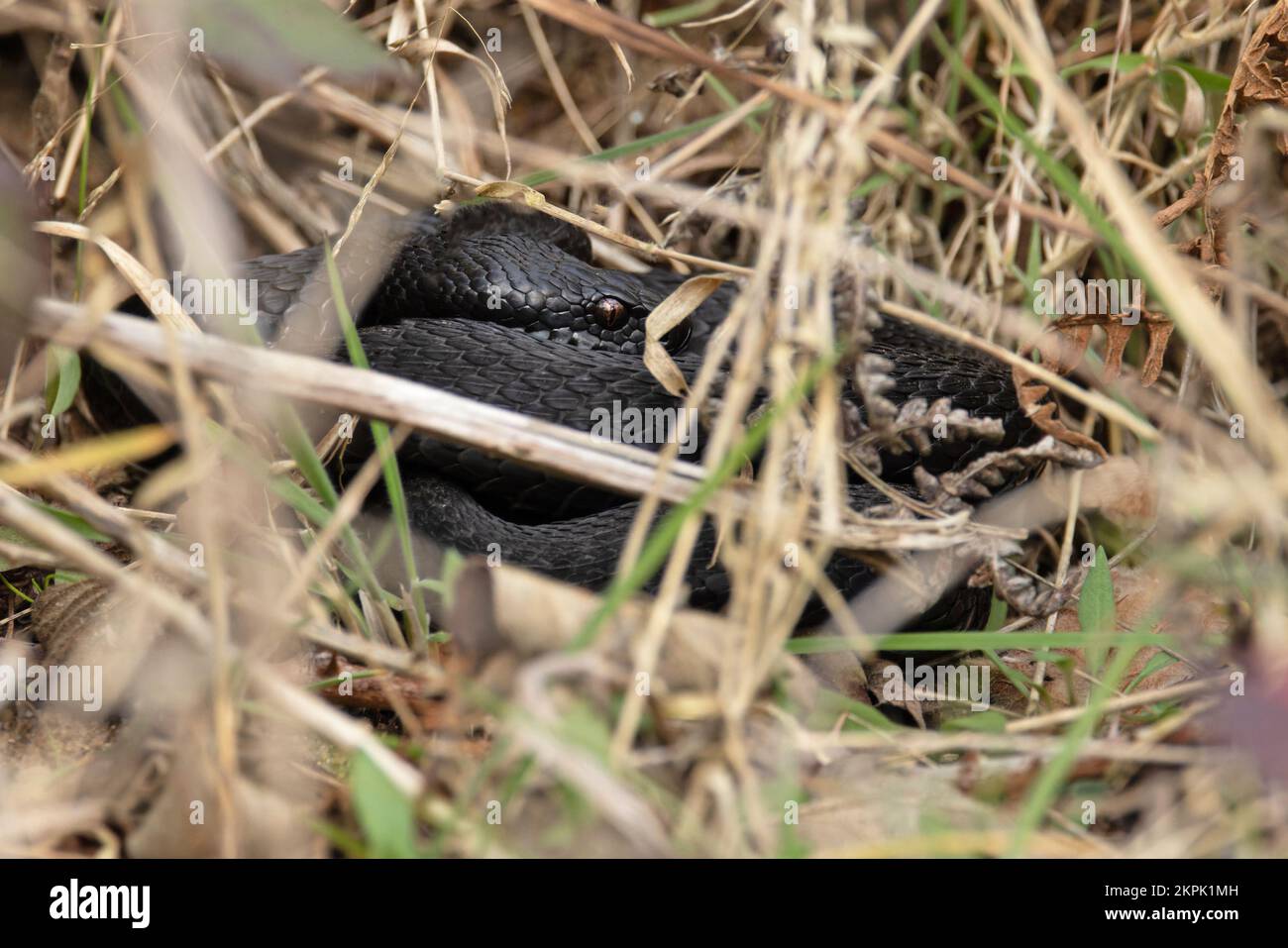 Black Adder (Vipera berus) Suffolk GB UK March 2022 Stock Photo - Alamy
