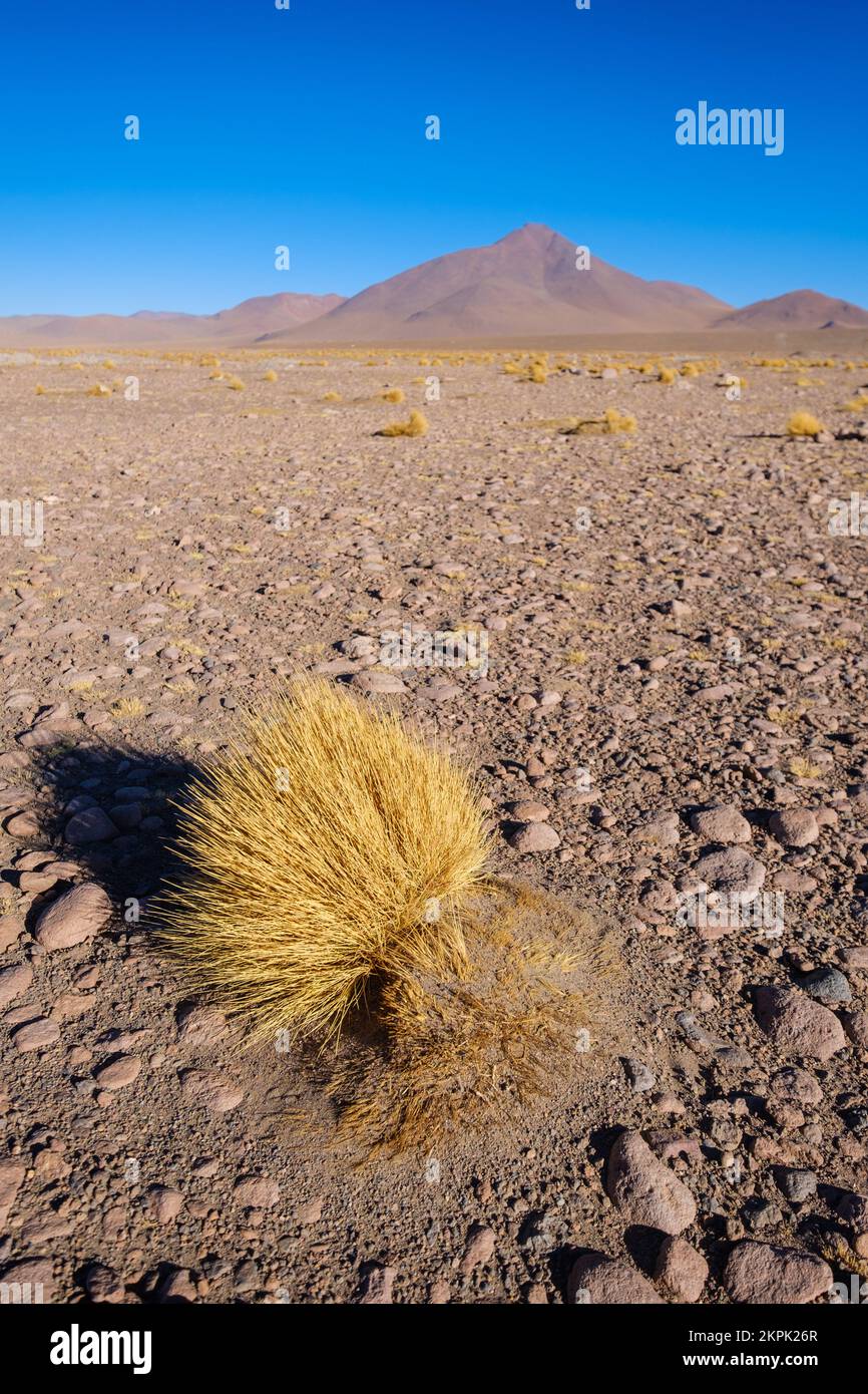 Bolivian High Plains landscape, Sud Lipez Province, Potosi Department ...